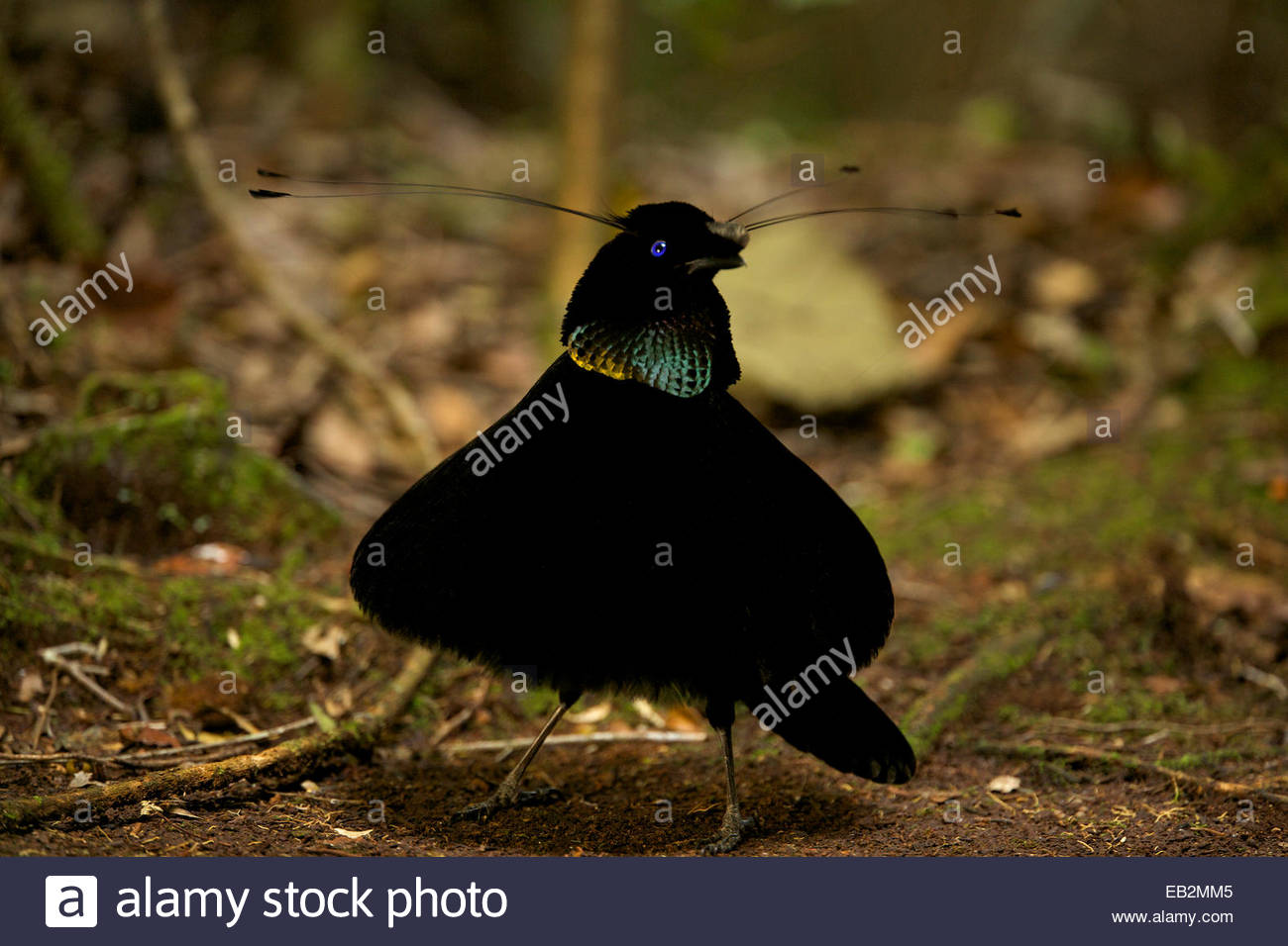 Parotia Sefilata High Resolution Stock Photography and Images - Alamy