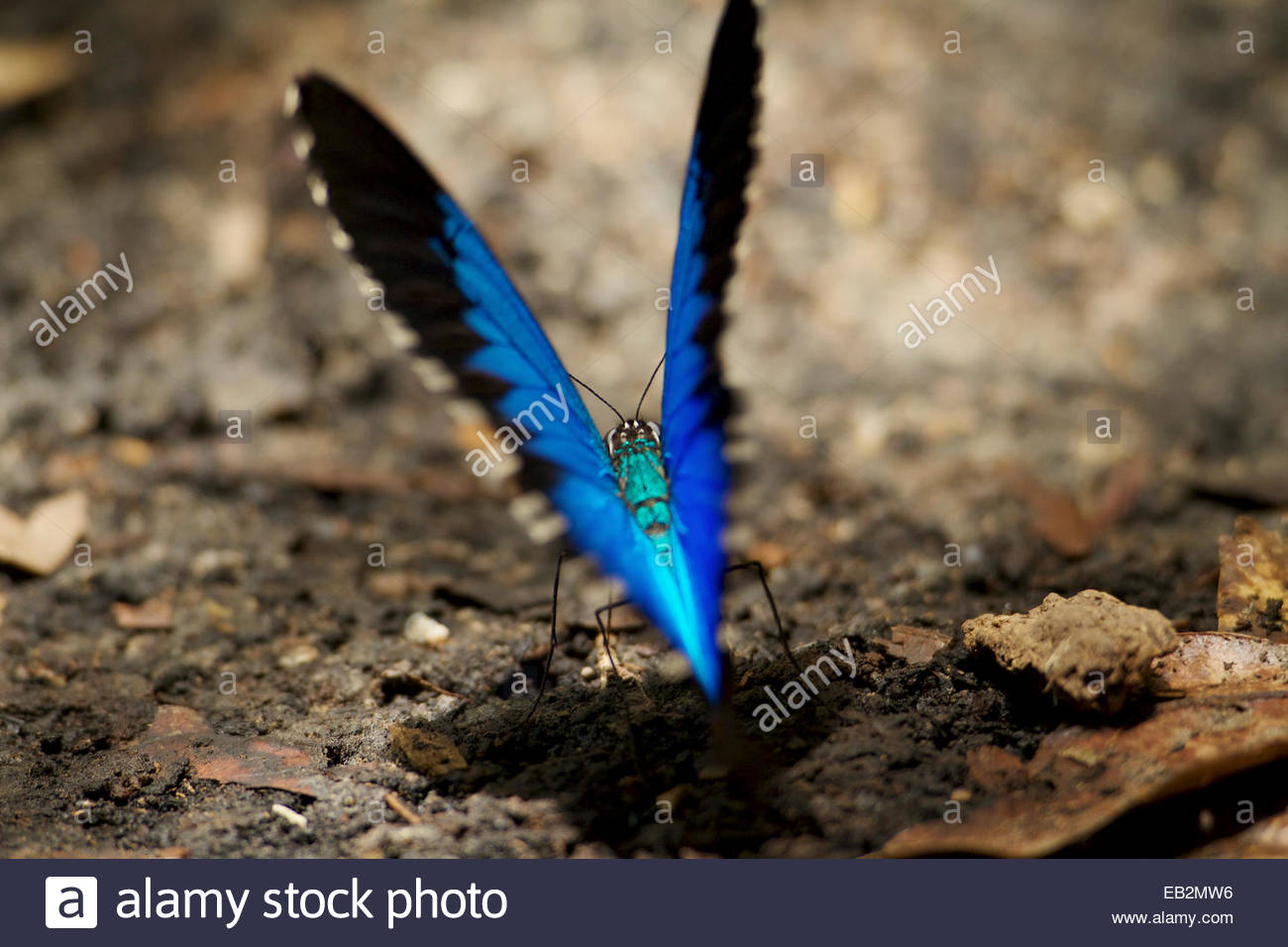 Ulysses Butterfly Stock Photos & Ulysses Butterfly Stock Images - Alamy