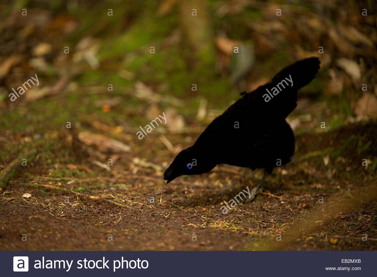 Parotia Sefilata High Resolution Stock Photography and Images - Alamy