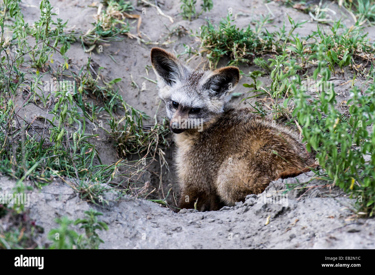 A cautious Bat-eared Fox pup sitting in the entrance hole to it's den ...