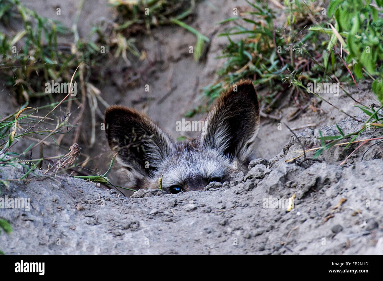 The large ears of a Bat-eared Fox pup peering over the lip of it's den ...