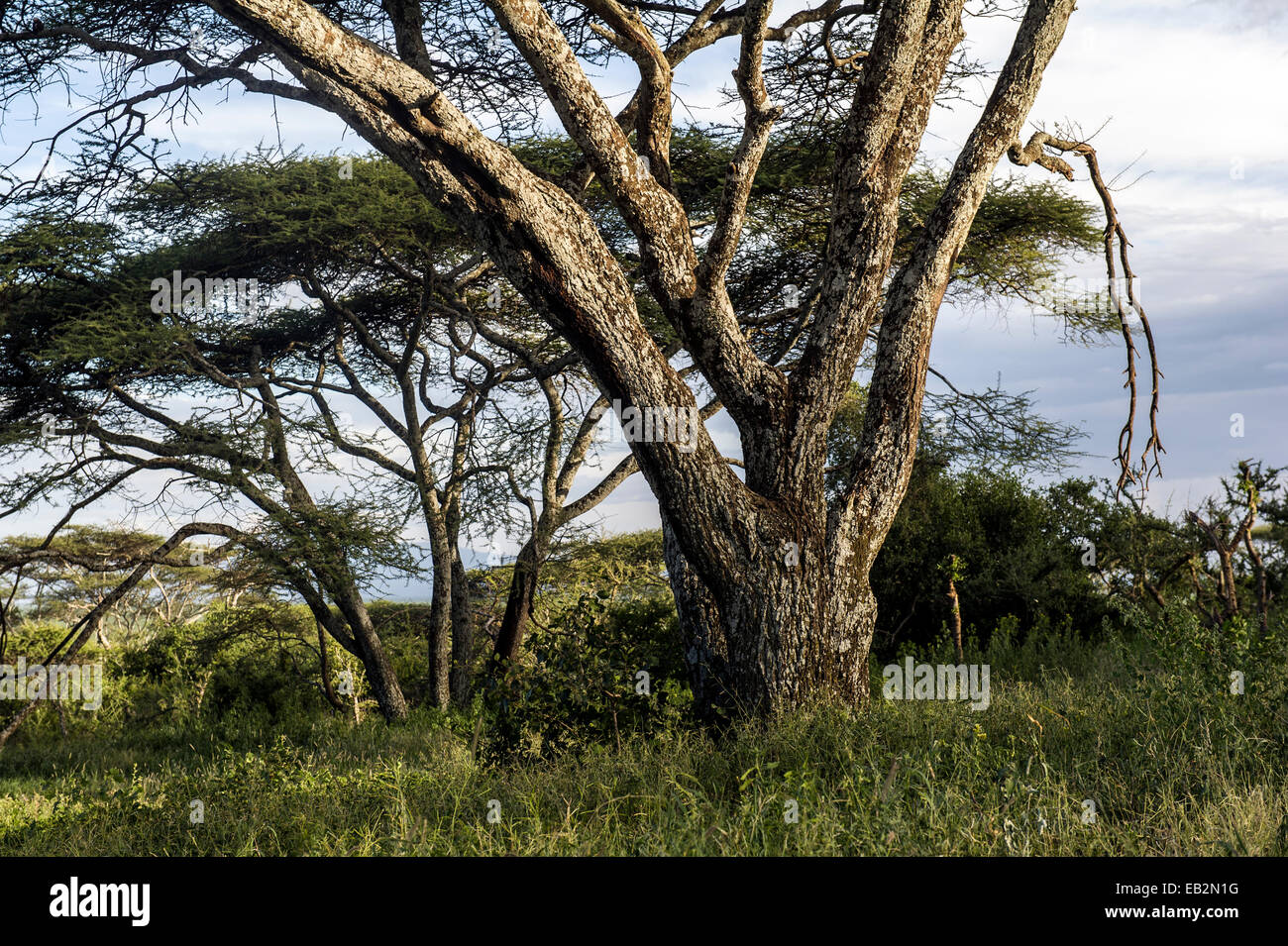 The rough bark and sprawling umbrella canopy of an acacia tree in a ...