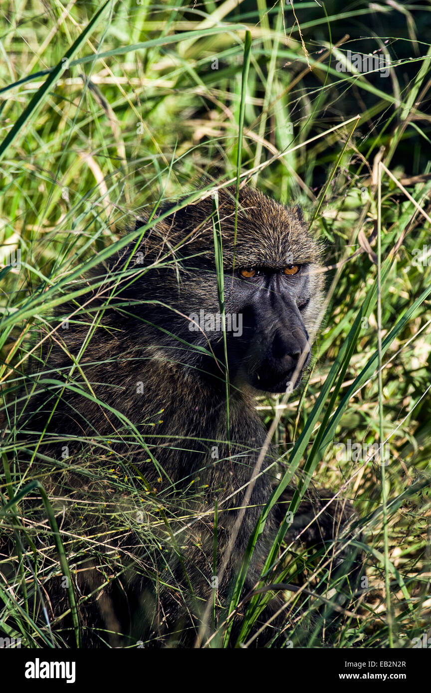 Stand tall for animals hi-res stock photography and images - Alamy