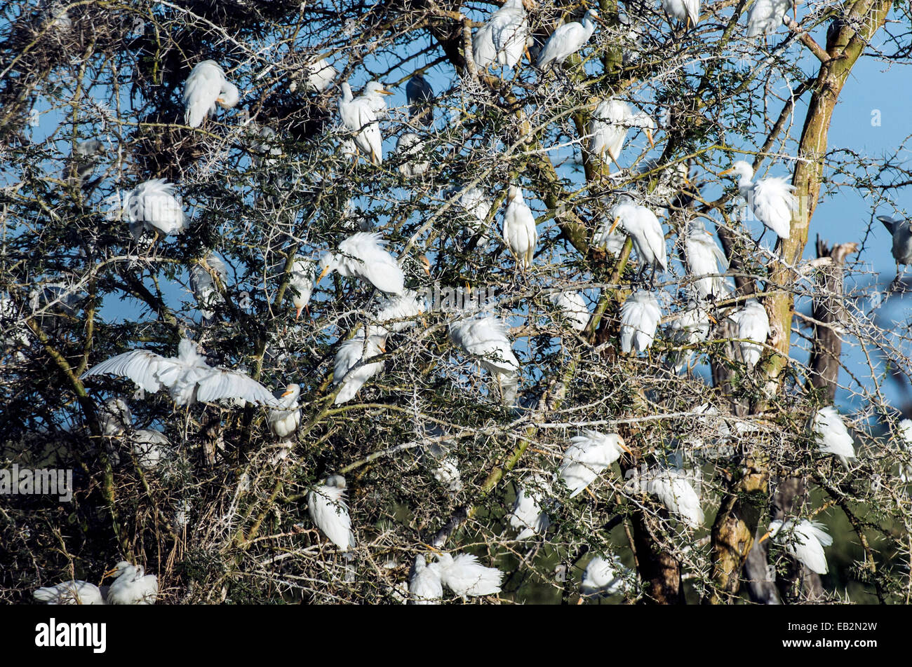 A flock of egret chicks in a nesting colony in a thorny acacia tree ...