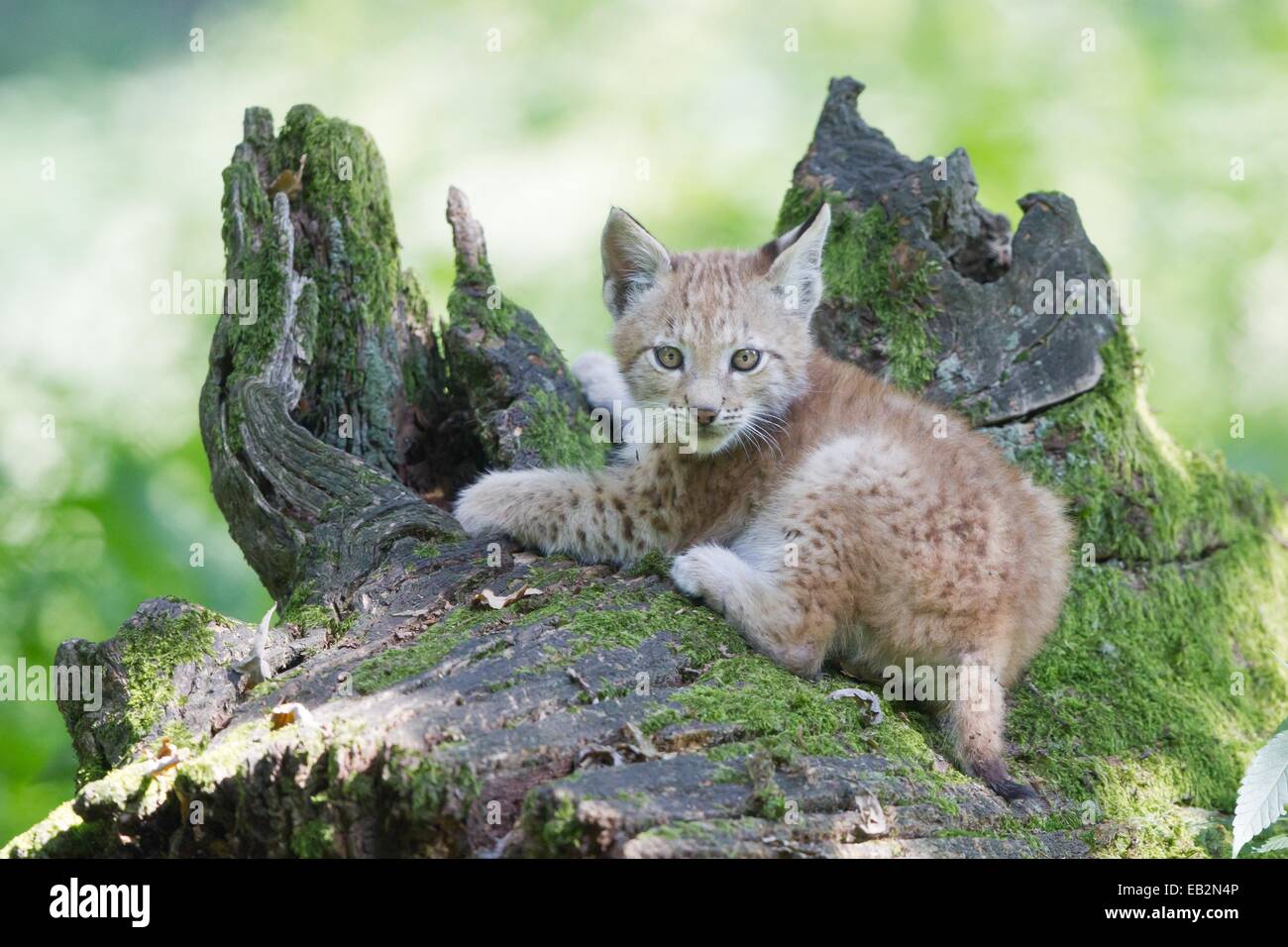 Eurasian Lynx (Lynx lynx), cub lying on an old tree trunk, Tierpark ...