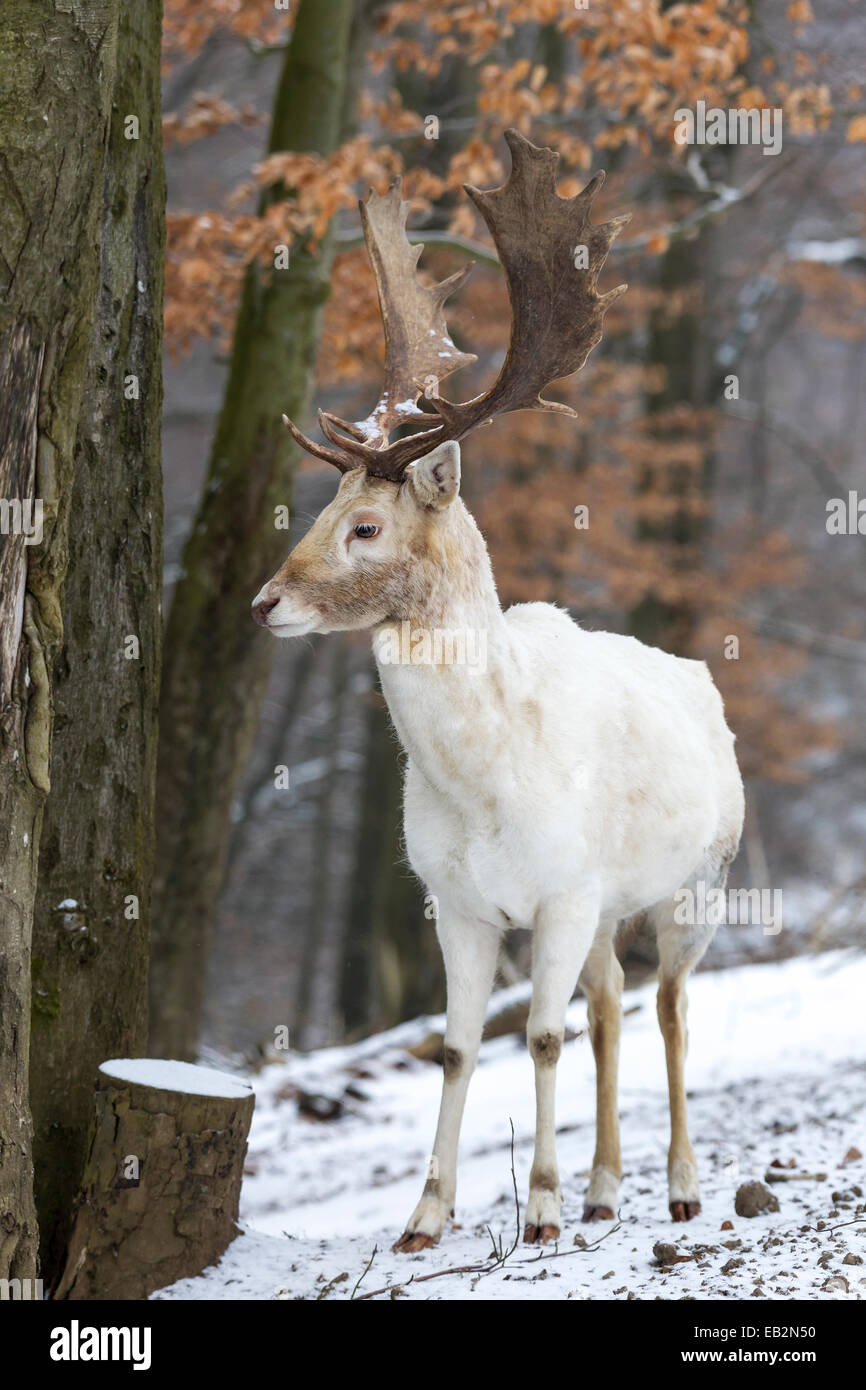Fallow Deer (Dama dama), buck, Daun, Vulkan Eifel, Eifel, Rhineland ...