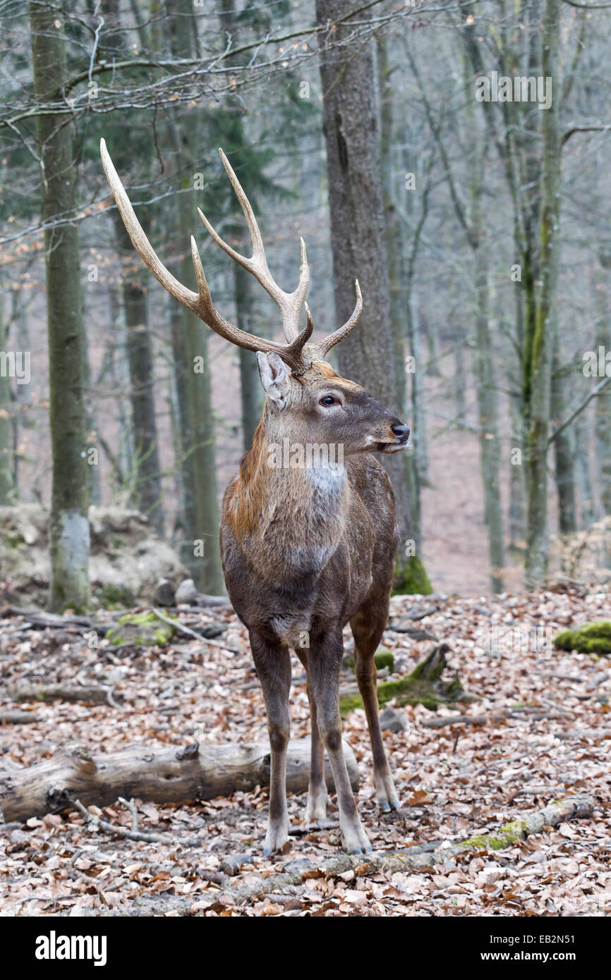 Sika Deer (Cervus nippon), stag, Wildpark Daun, Daun, Vulkan Eifel ...