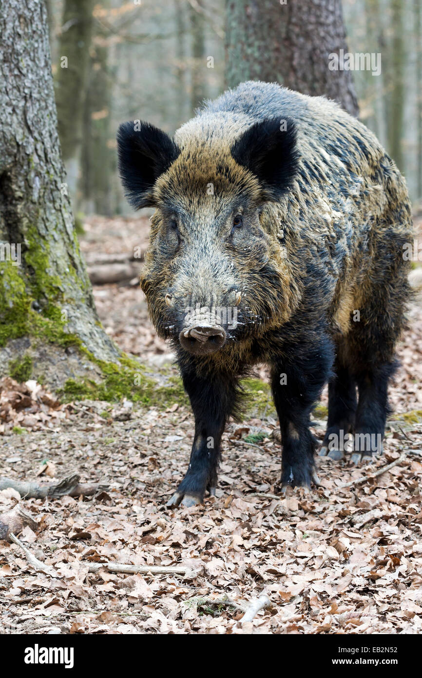 Wild Boar (Sus scrofa), boar, Wildpark Daun, Daun, Vulkan Eifel, Eifel ...
