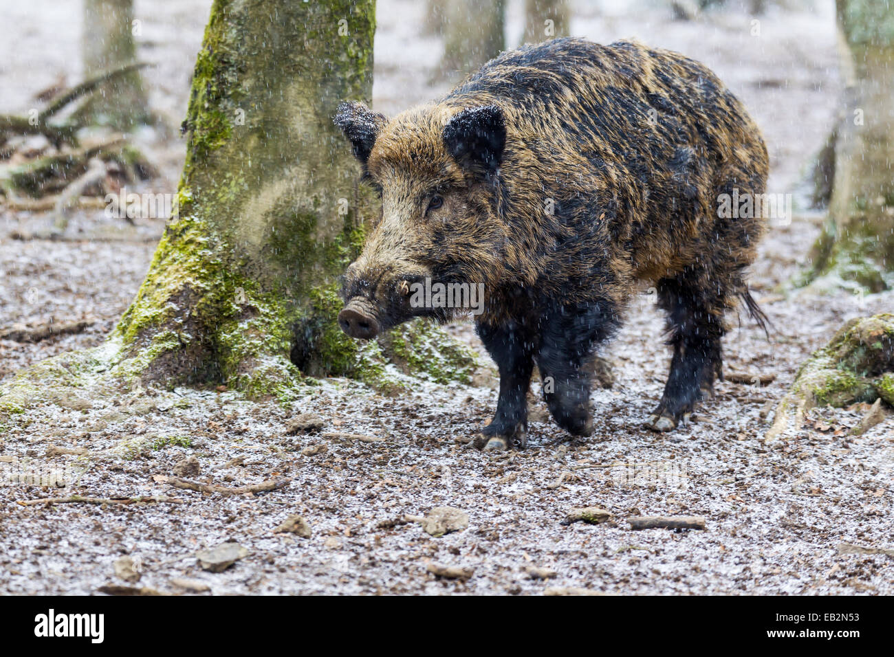 Wild Boar (Sus scrofa), boar, Wildpark Daun, Daun, Vulkan Eifel, Eifel ...