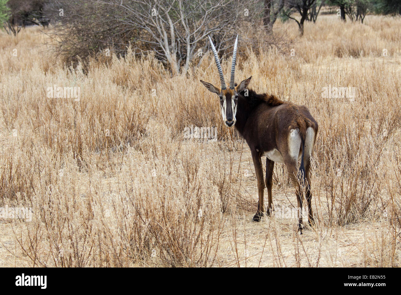 Sable Antelope (Hippotragus niger), Okapuka Ranch, Namibia Stock Photo ...