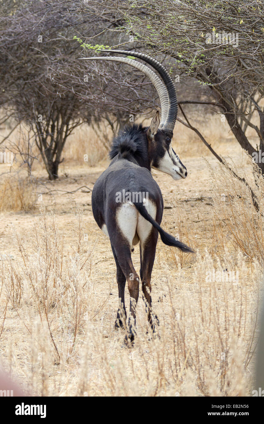 Sable Antelope (Hippotragus niger), Okapuka Ranch, Namibia Stock Photo ...