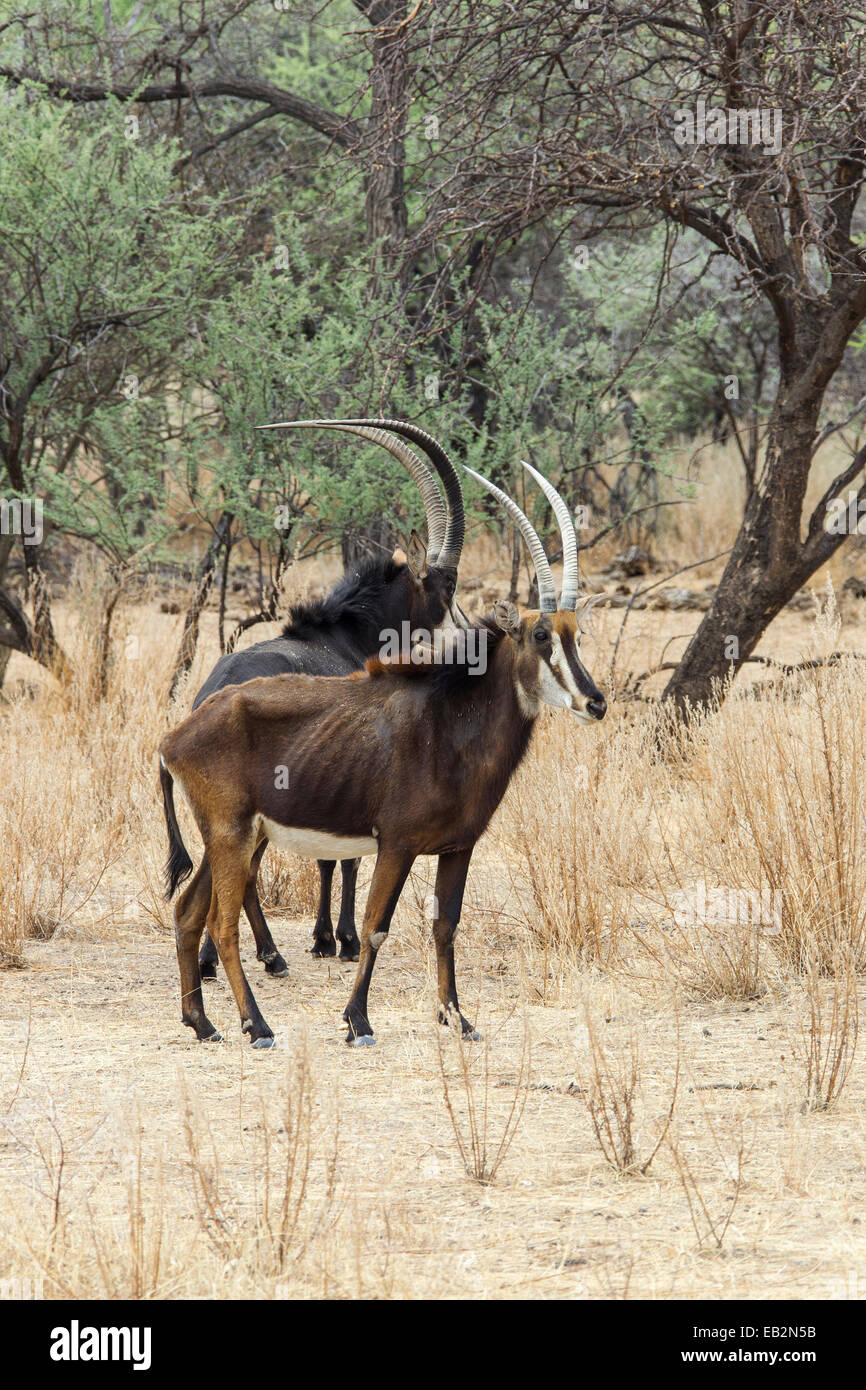 Sable Antelopes (Hippotragus niger), Okapuka Ranch, Namibia Stock Photo ...