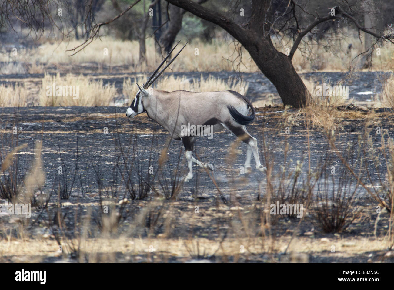 Okapuka ranch hi-res stock photography and images - Alamy