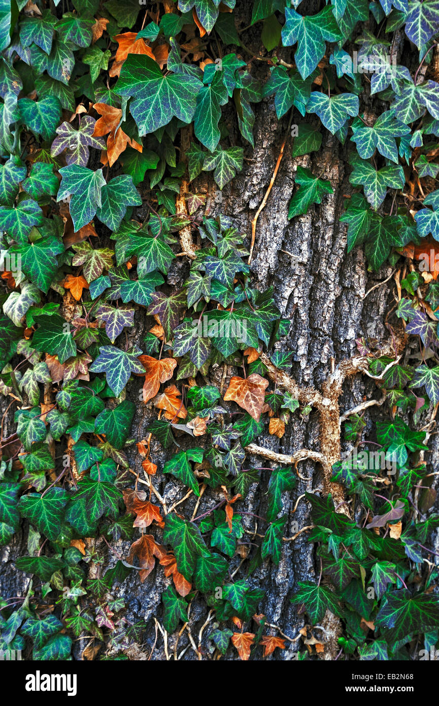 Hedera helix tree hi-res stock photography and images - Alamy