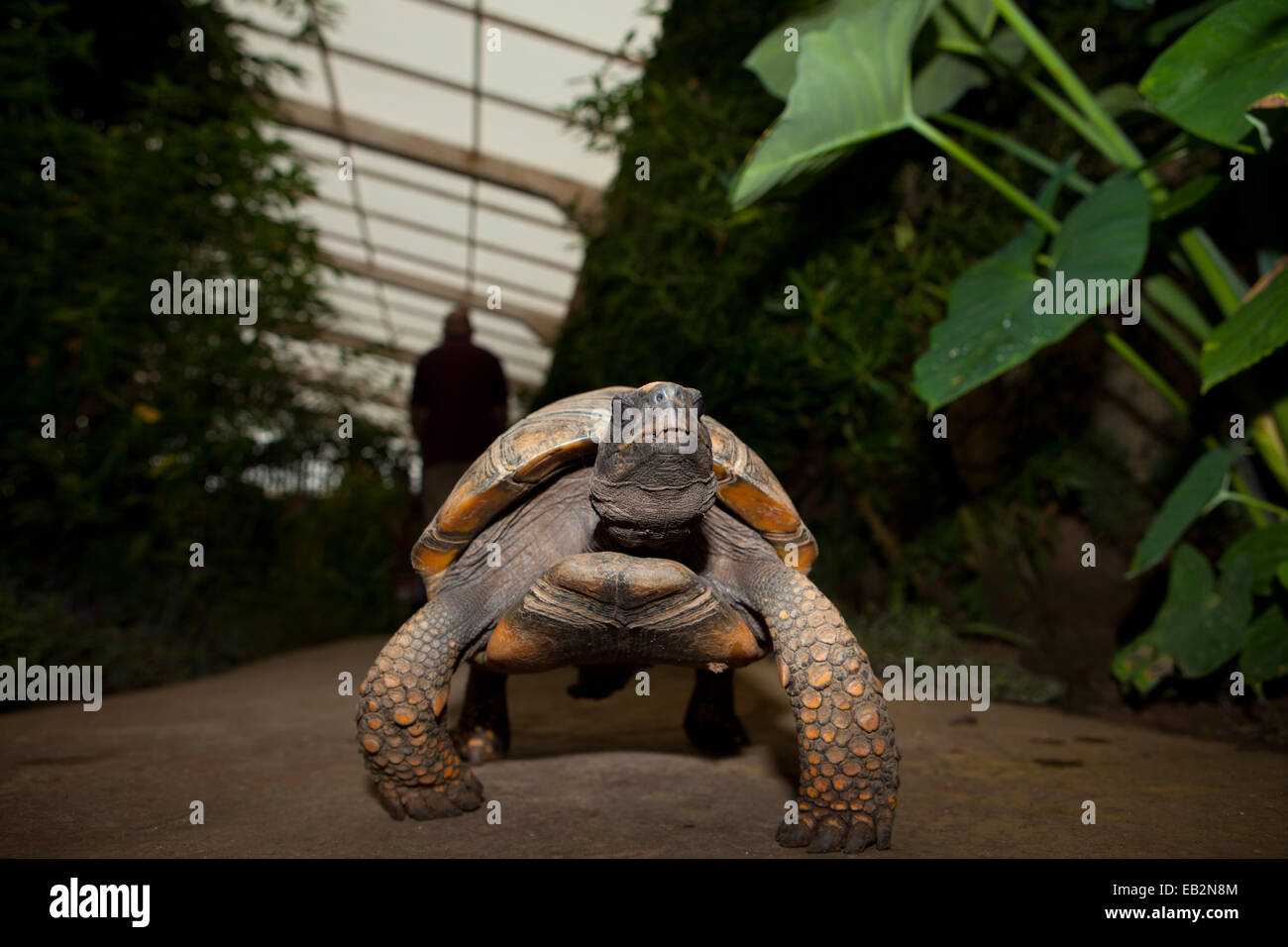 Yellow Footed Amazon Tortoise, Geochelone denticulata, on the garden ...