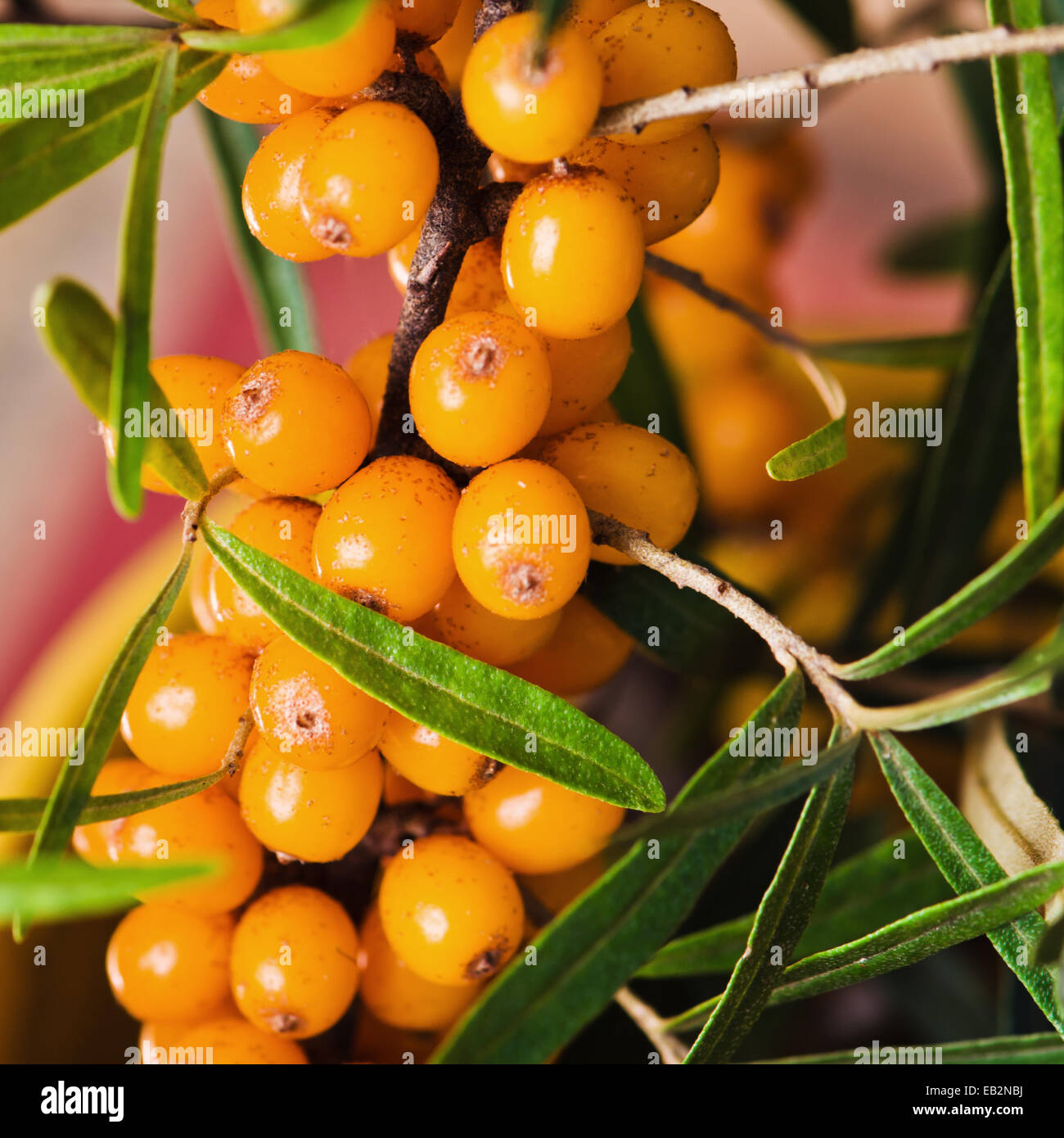 Sea buckthorn harvesting hi-res stock photography and images - Alamy