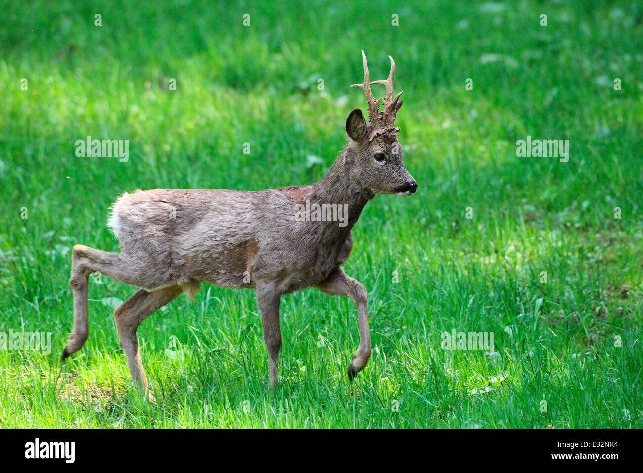 Roe Deer (Capreolus capreolus), buck in winter coat, Lower Austria ...