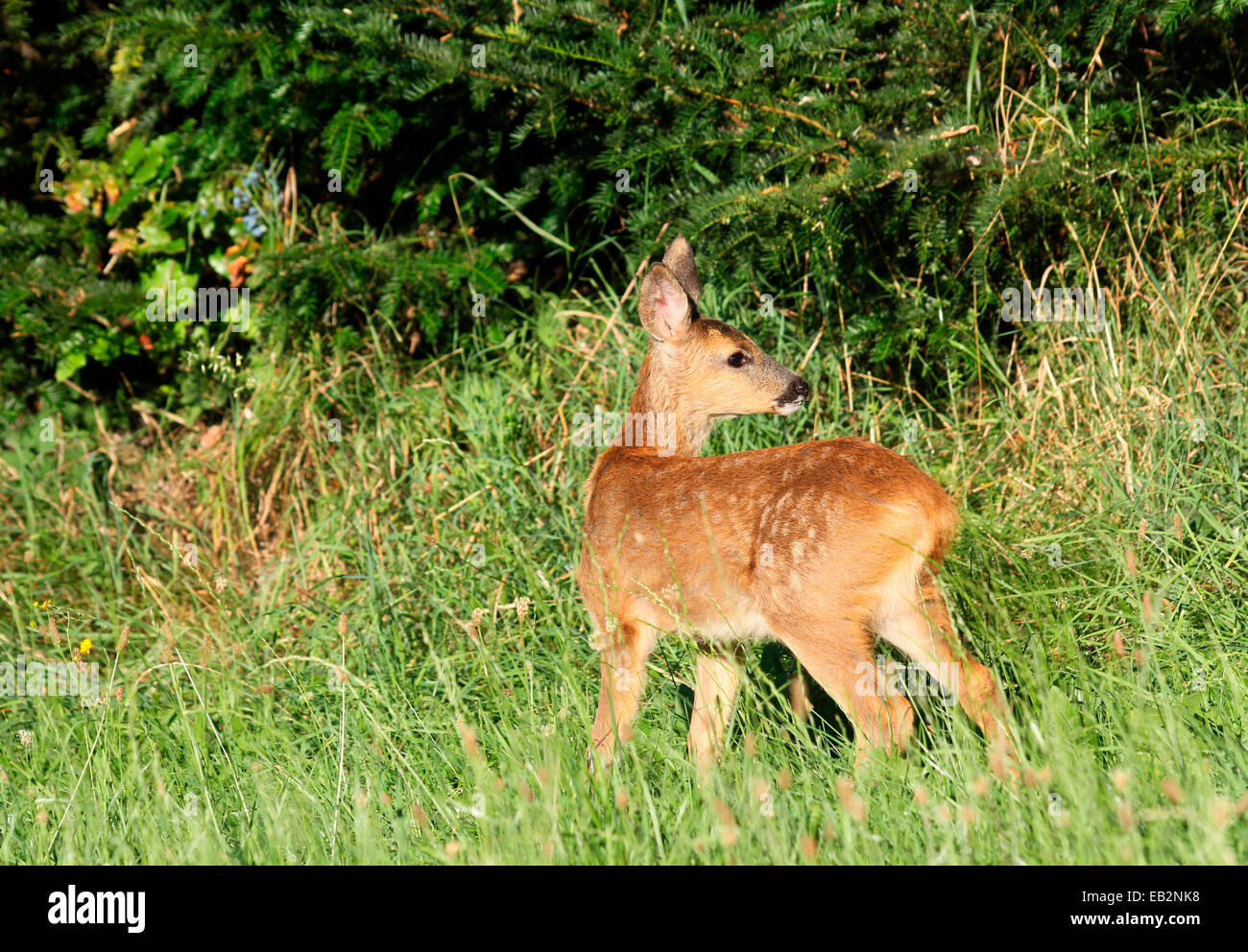 Roe Deer (Capreolus capreolus), fawn on the edge of a wood, Lower ...