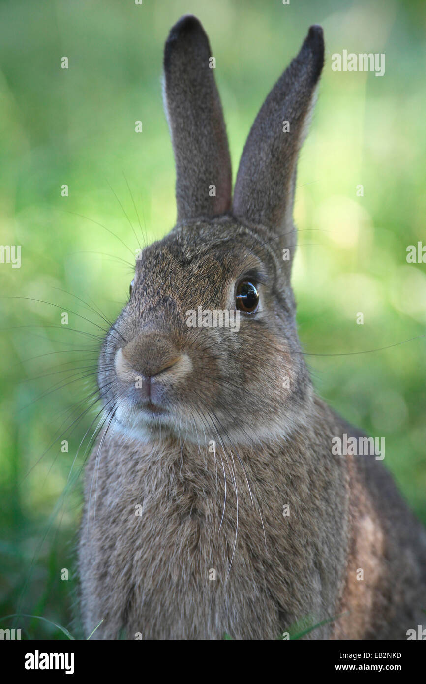 Oryctolagus cuniculus hi-res stock photography and images - Alamy