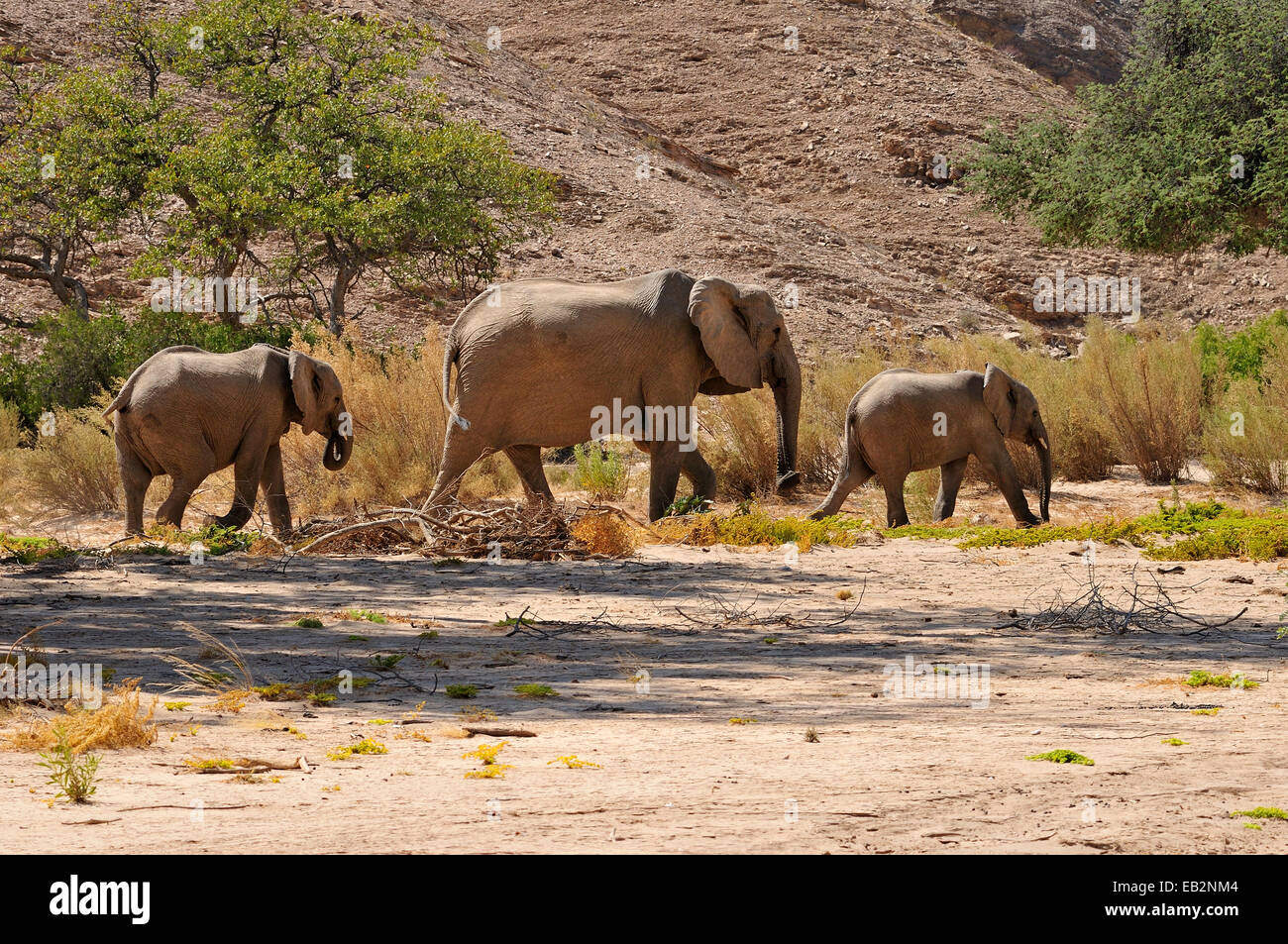 Group of the rare Namibian Desert Elephants (Loxodonta africana ...