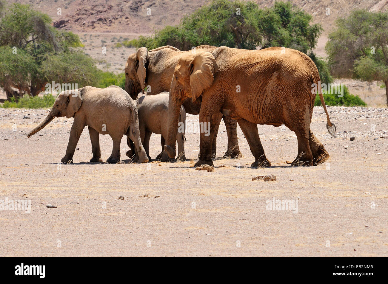 Group of the rare Namibian Desert Elephant (Loxodonta africana), Hoanib ...