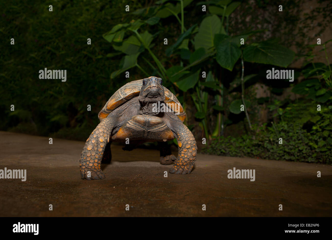 Yellow Footed Amazon Tortoise, Geochelone denticulata, over green ...