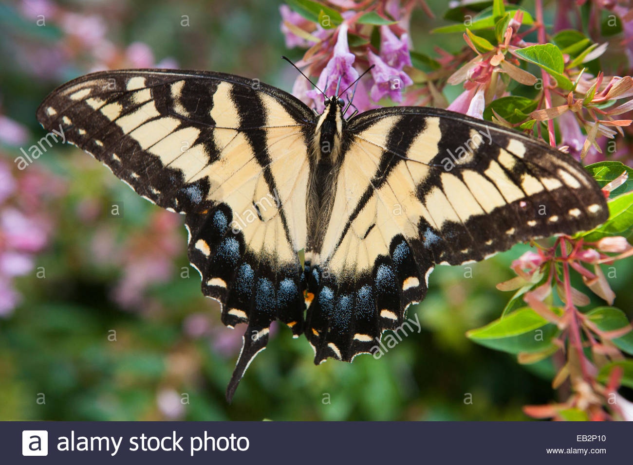 Female Eastern Tiger Swallowtail Butterfly Stock Photos & Female ...