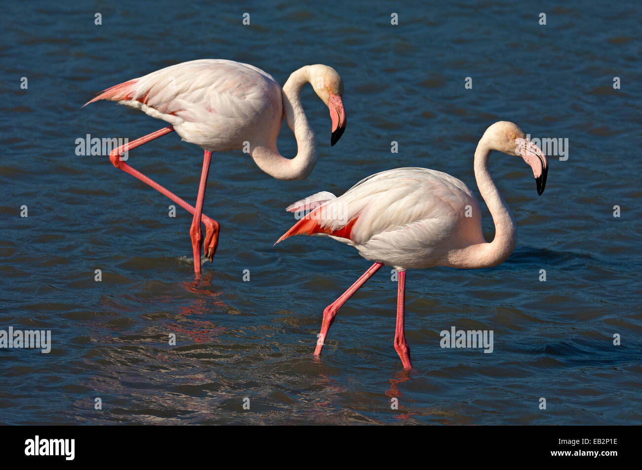 Two Greater Flamingos (Phoenicopterus roseus) wading in shallow water ...