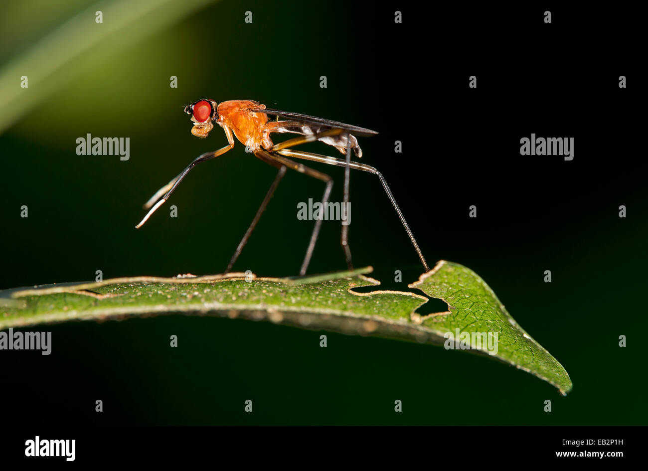 Micropezidae peru hi-res stock photography and images - Alamy