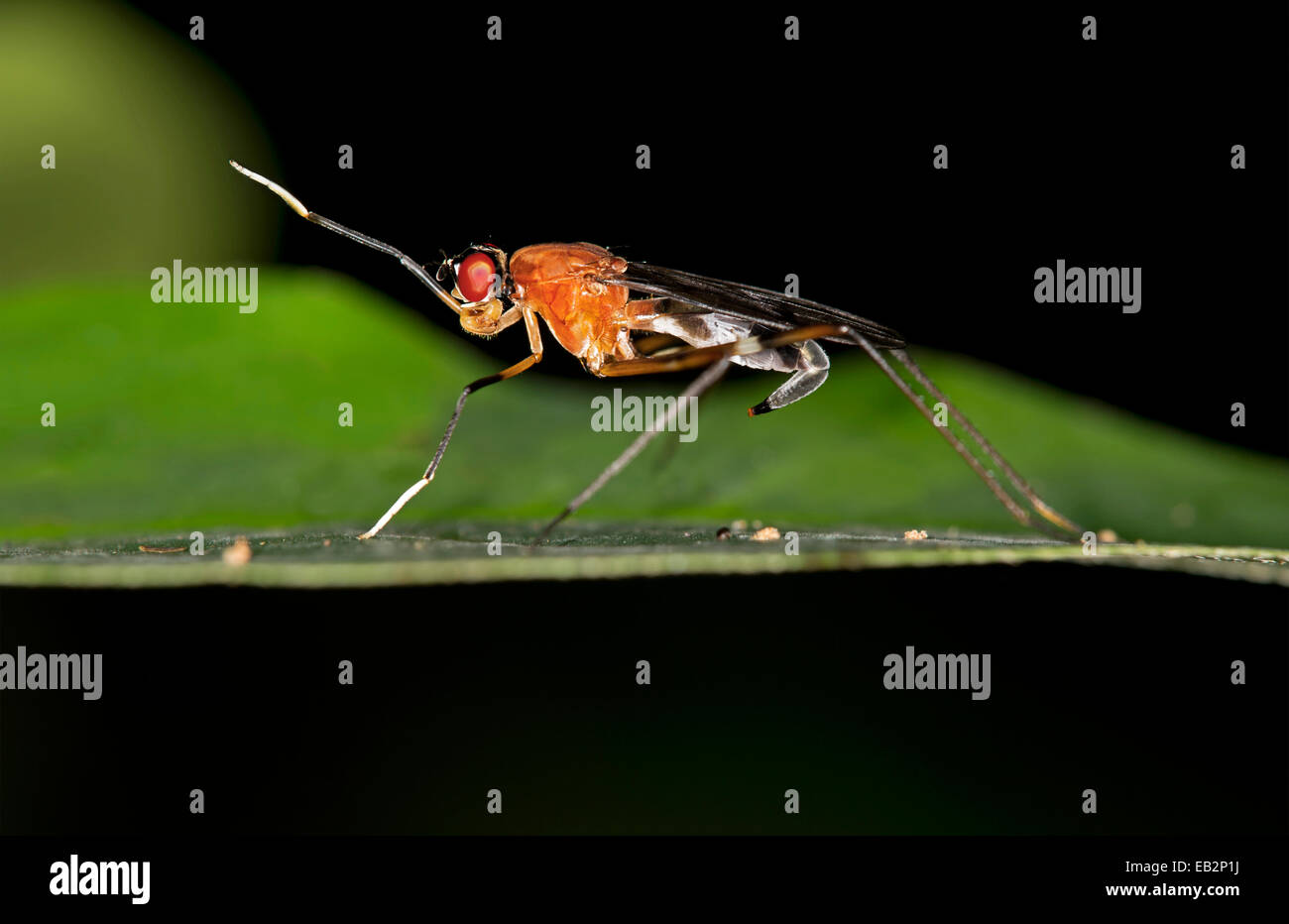 Tropical Stilt Fly (Micropezidae sp.), Tambopata Nature Reserve, Madre ...