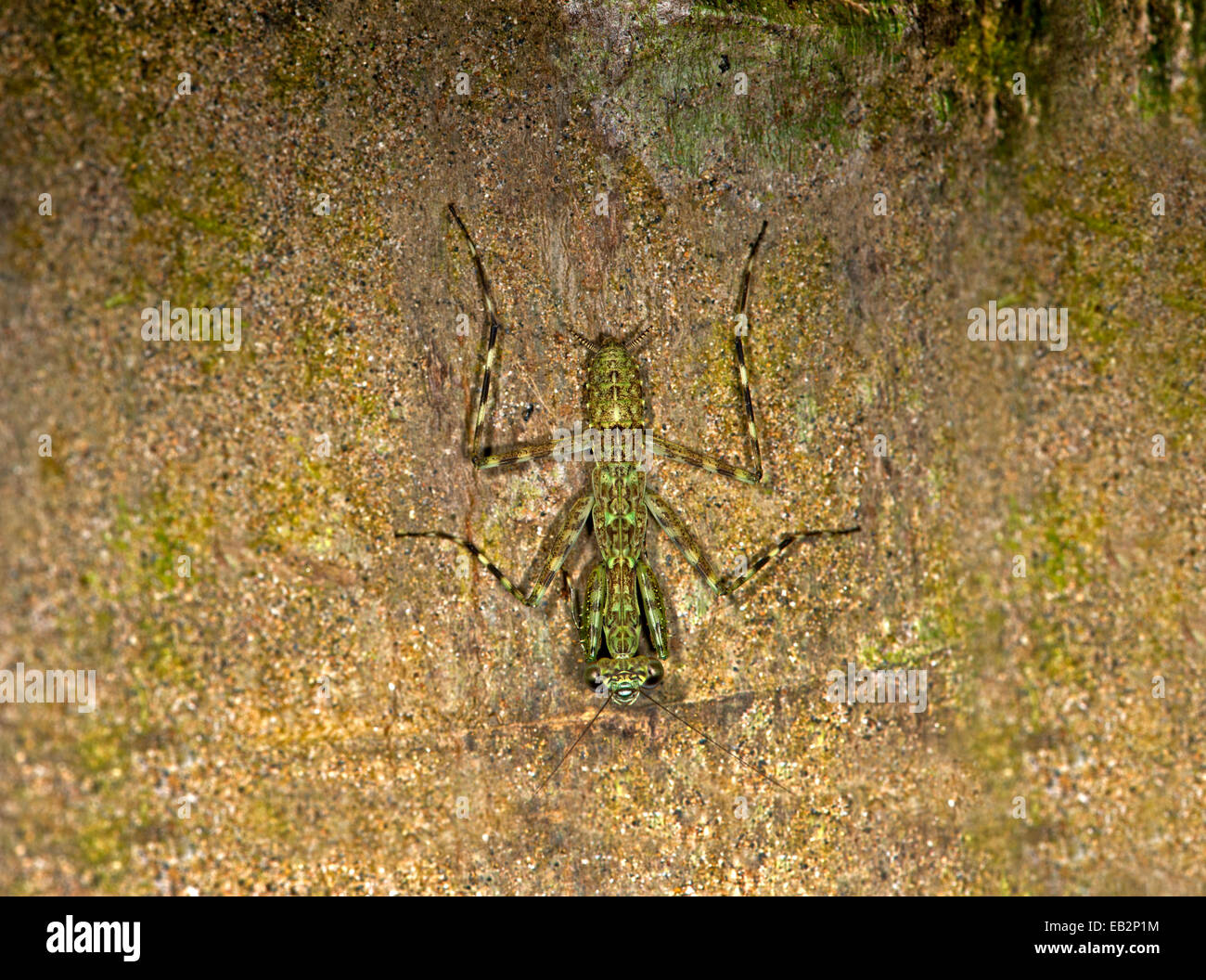 Mantis species (Liturgusa sp), Tambopata Nature Reserve, Madre de Dios ...