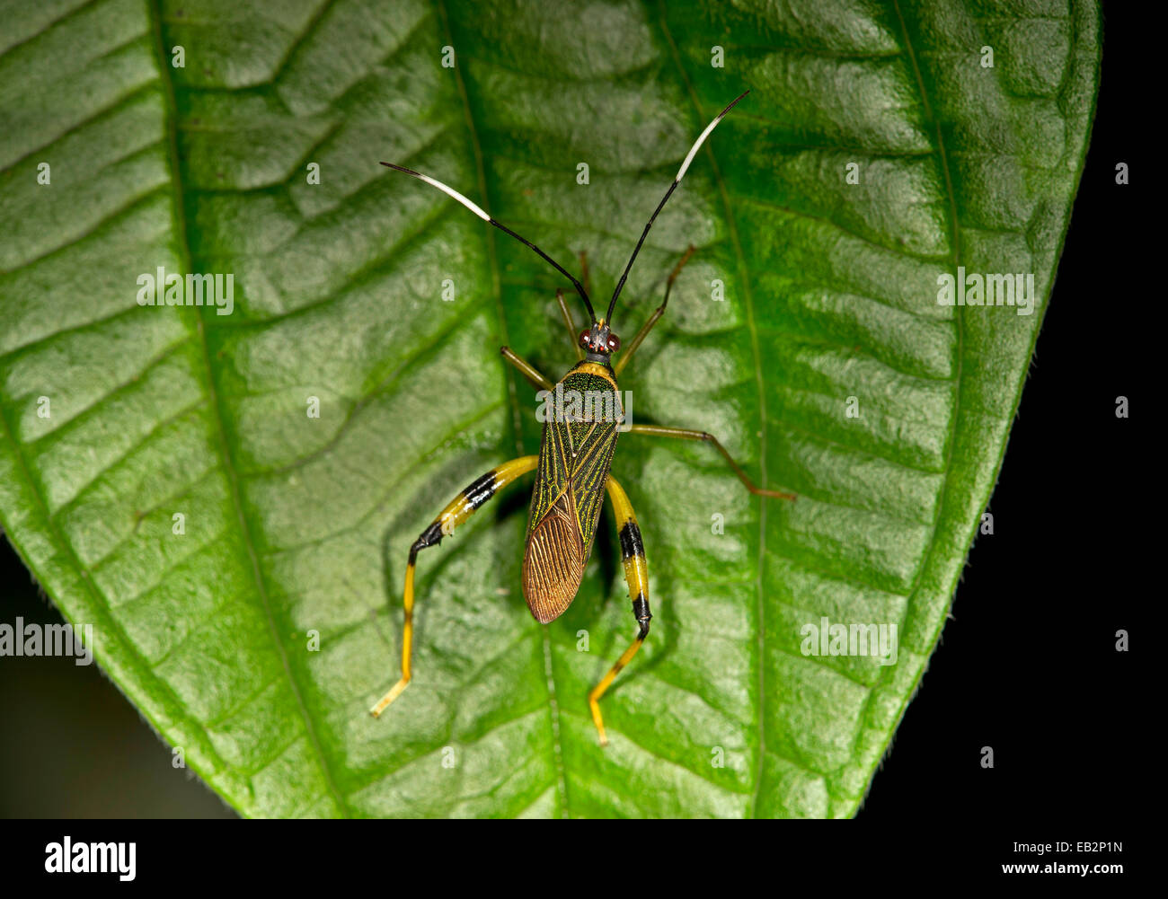 Leaffooted Bug, Nematopodini species (Coreidae sp.), Tambopata Nature ...