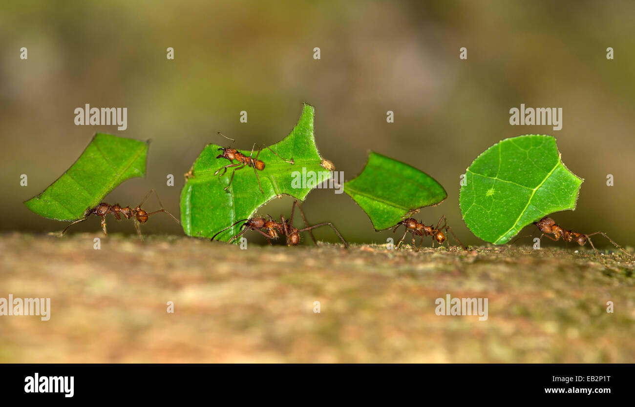 Leaf cutter ant hi-res stock photography and images - Alamy