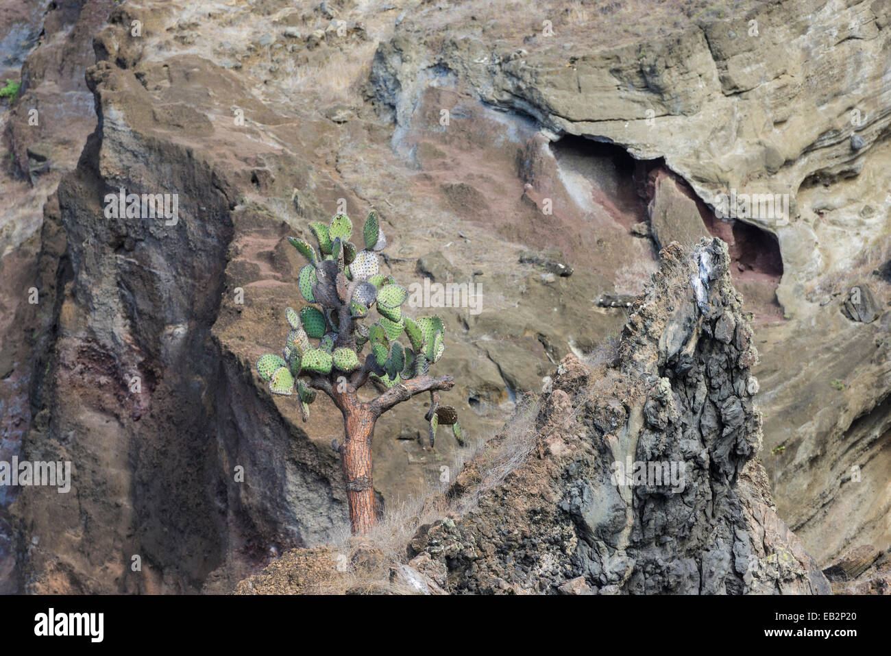 Galápagos Prickly Pear (Opuntia echios) growing on a multi-coloured ...