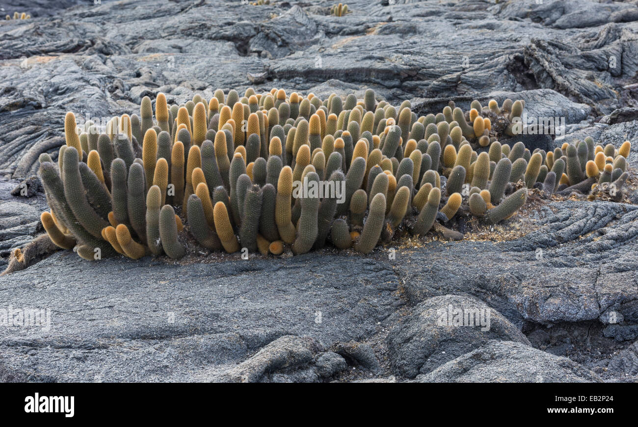 Lava Cactus (Brachycereus nesioticus), Fernandina Island, Galápagos ...