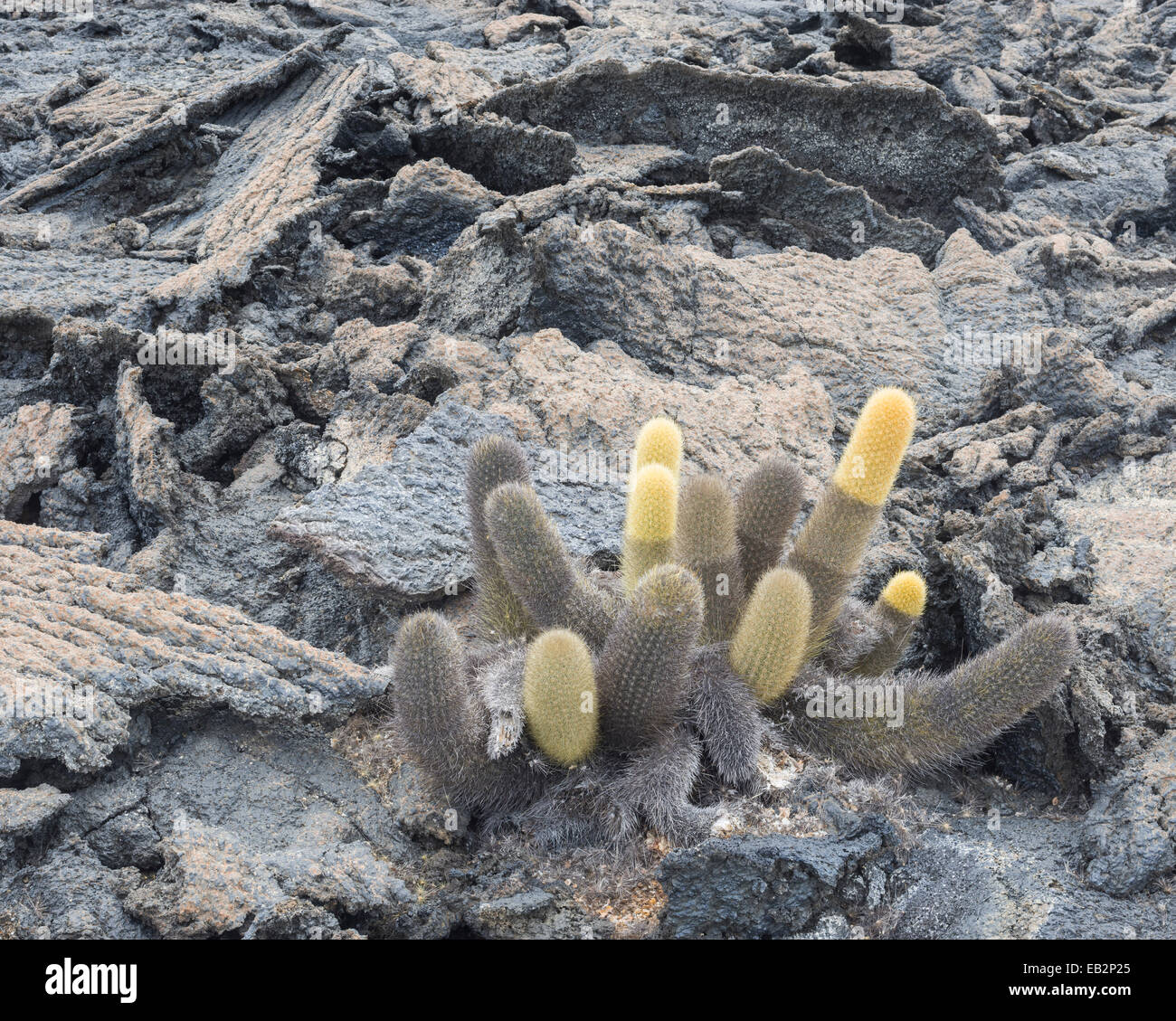 Lava Cactus (Brachycereus nesioticus), Fernandina Island, Galápagos ...