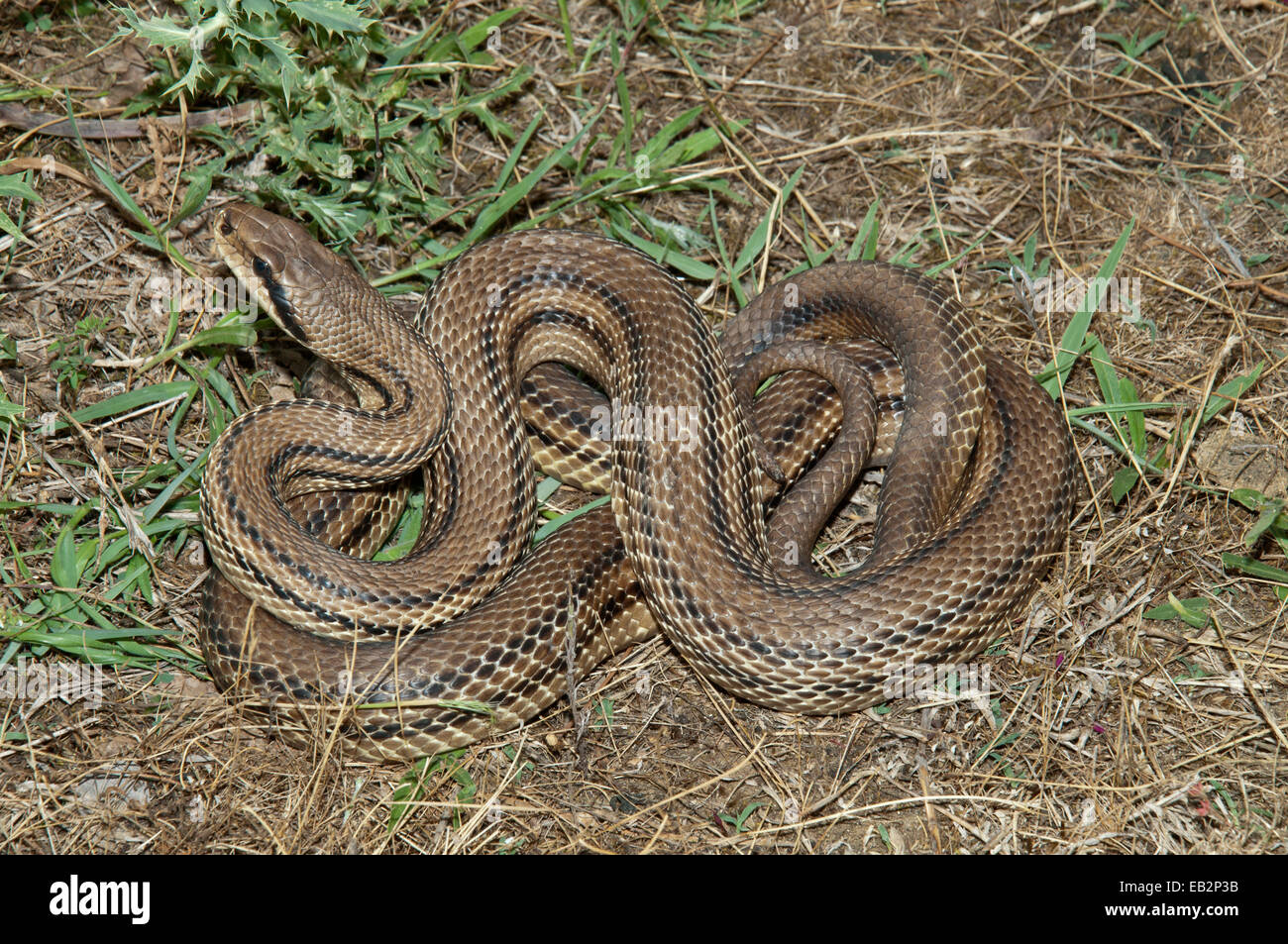 Elaphe quatorlineata hi-res stock photography and images - Alamy