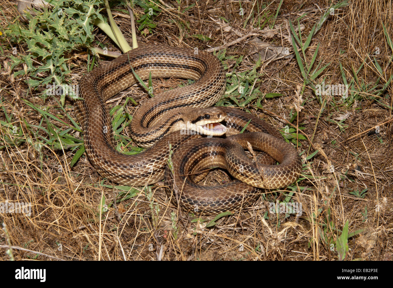 Four-lined Snake (Elaphe quatorlineata) in a defensive position, Lake ...