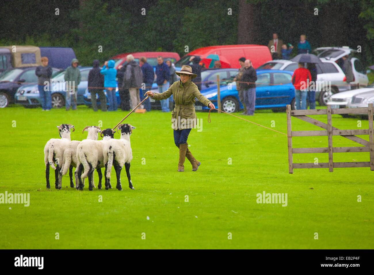 Katy Cropper in the rain competing at Patterdale Dog Day near ...