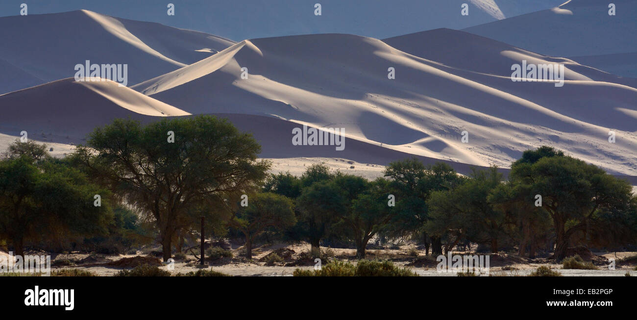 Desert landscape with trees, Namib, Hardap Region, Namibia Stock Photo ...