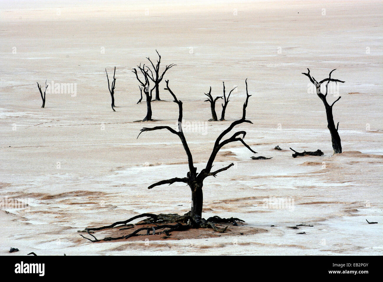 Dead trees in Dead Vlei or Deadvlei, Namib, Hardap Region, Namibia ...