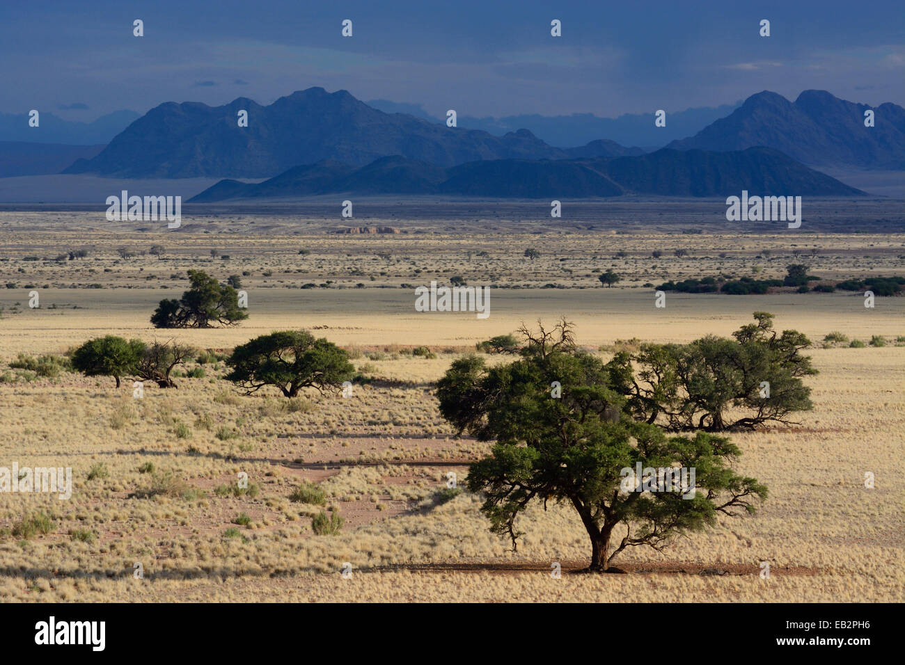 Veldt hi-res stock photography and images - Alamy