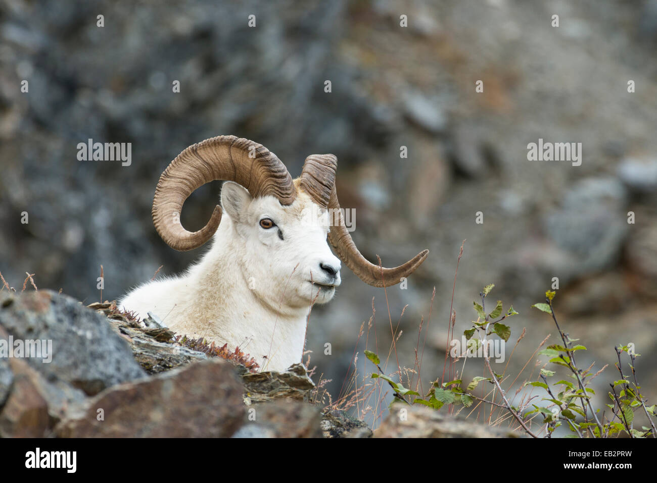 Dall Sheep (Ovis dalli), Denali National Park, Alaska, United States ...