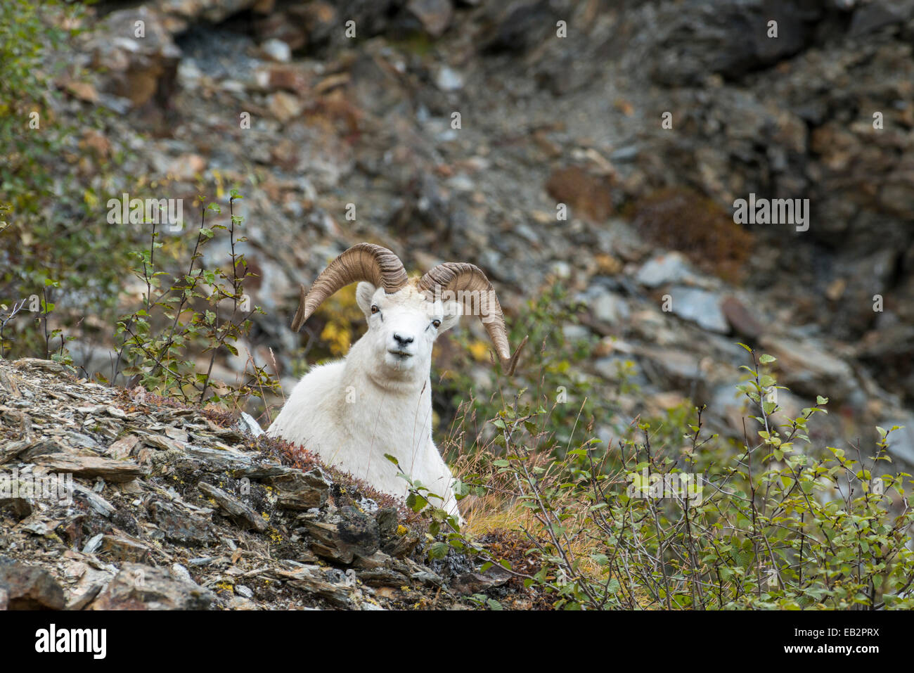 Dall Sheep (Ovis dalli), Denali National Park, Alaska, United States ...