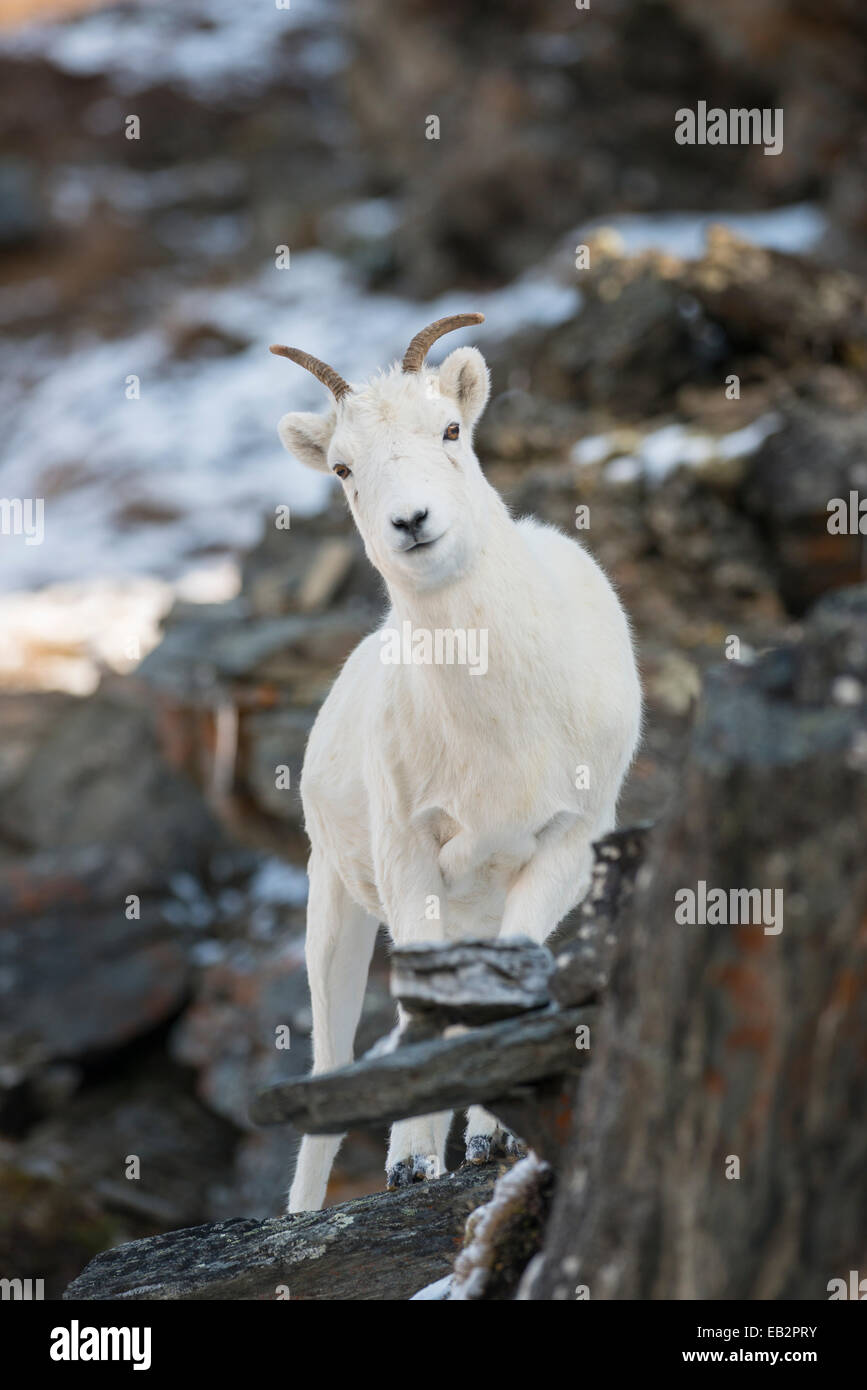 Dall sheep denali national park hi-res stock photography and images - Alamy