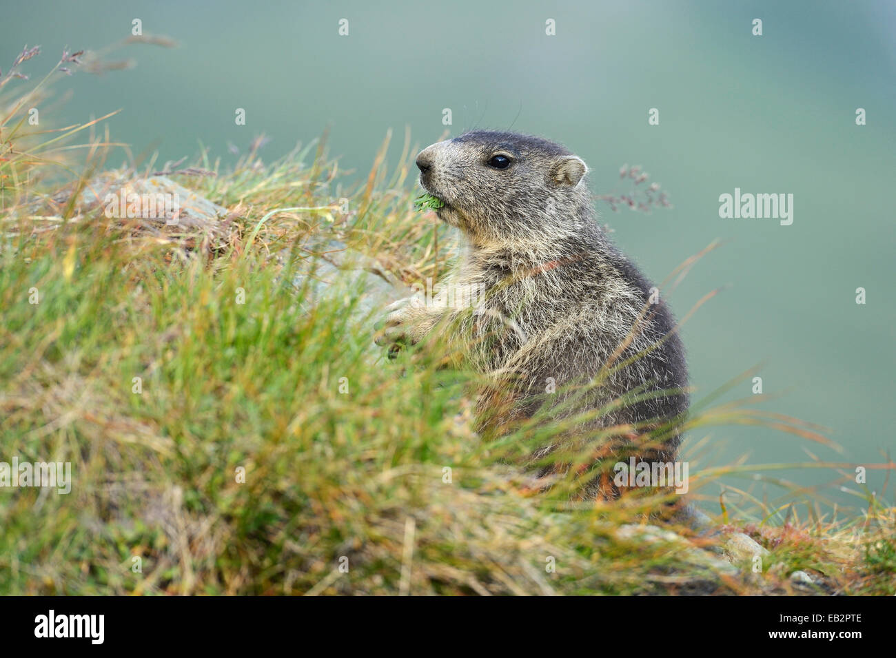 Alpine Marmot (Marmota marmota), feeding, Grossglockner, Hohe Tauern National Park, Tyrol ...
