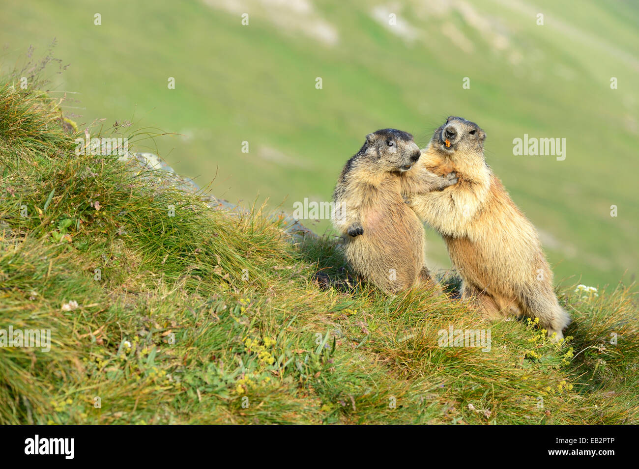 Two Alpine Marmots (Marmota marmota), fighting with each other, Grossglockner, Hohe Tauern ...