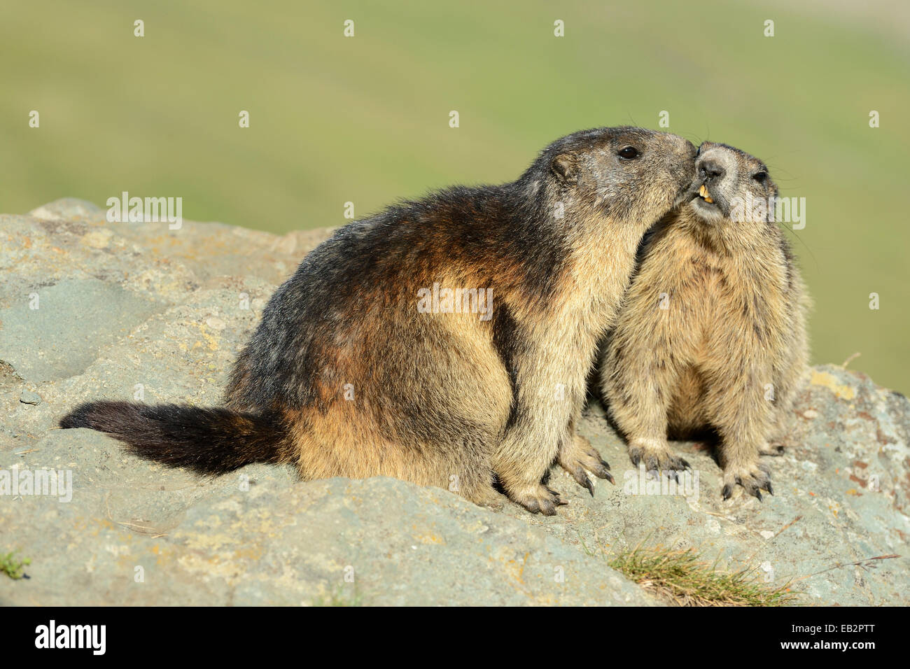 Two Alpine Marmots (Marmota marmota), sniffing each other ...
