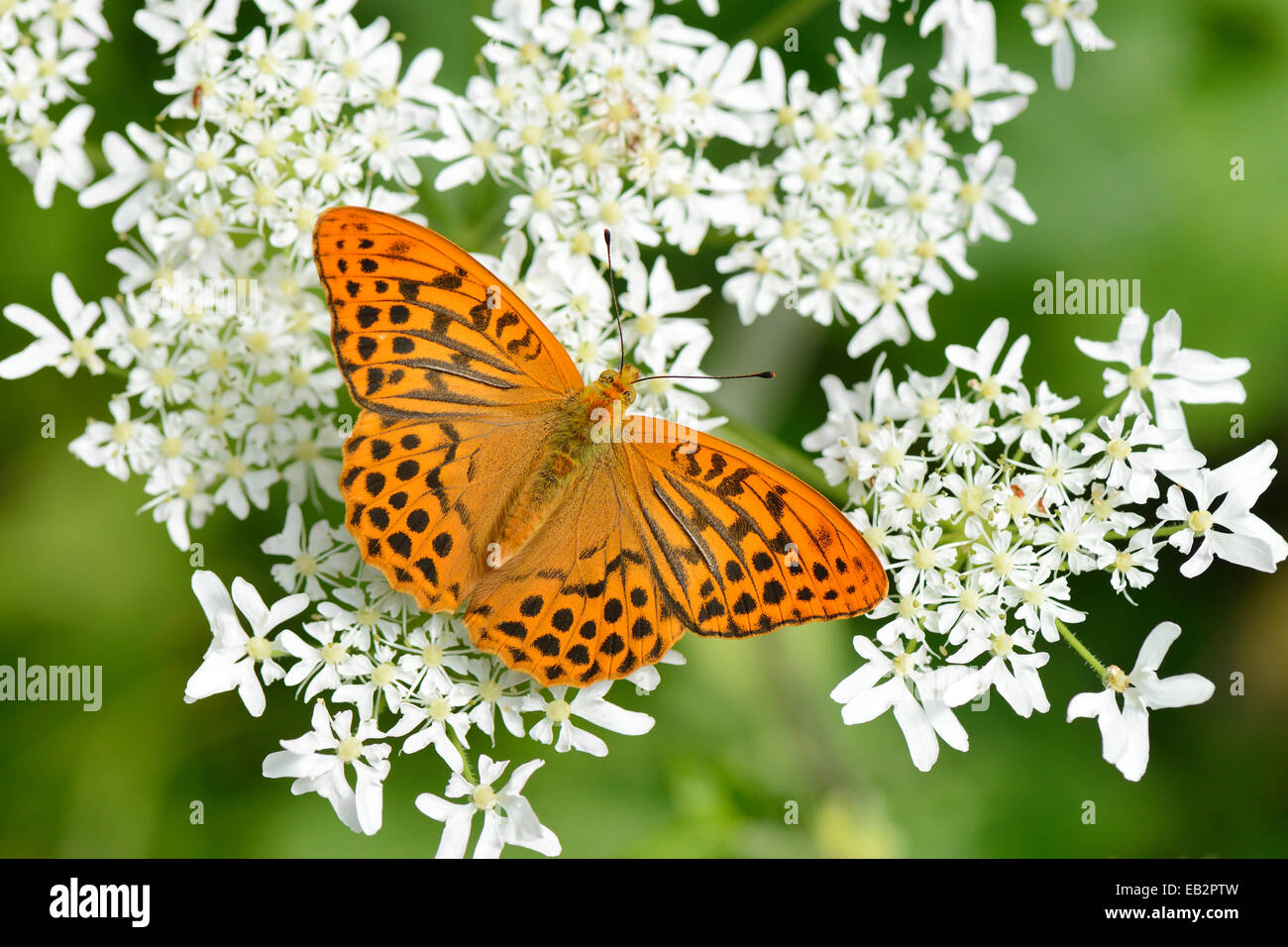 Silver washed fritillary hi-res stock photography and images - Alamy