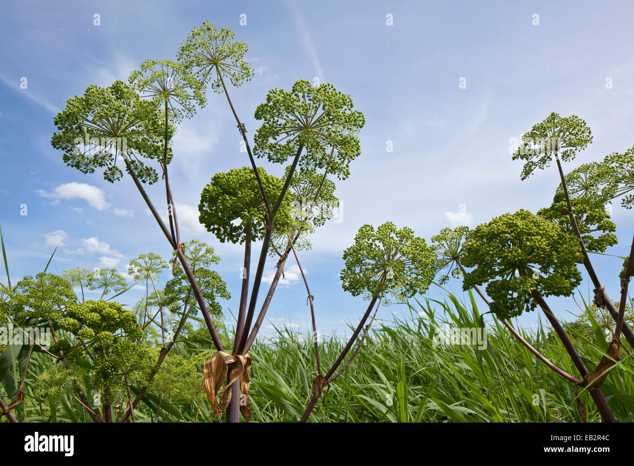Garden Angelica, Holy Ghost or Wild Celery (Angelica archangelica ...